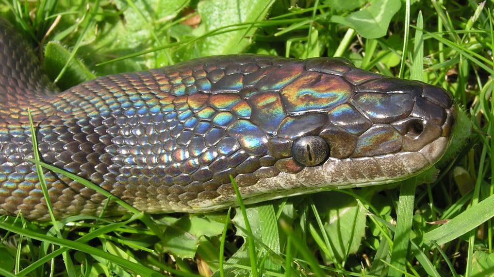 Water python care? | Aussie Pythons & Snakes Forum